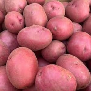 Ruby Red Potatoes Seed Potato Seeds New Crop 2023 - Etsy