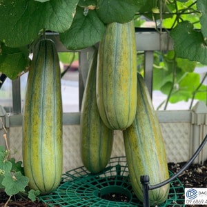 Thai Musk Melon Tang Mo Vietnamese Dua Gang Golden Tripes Melon ...