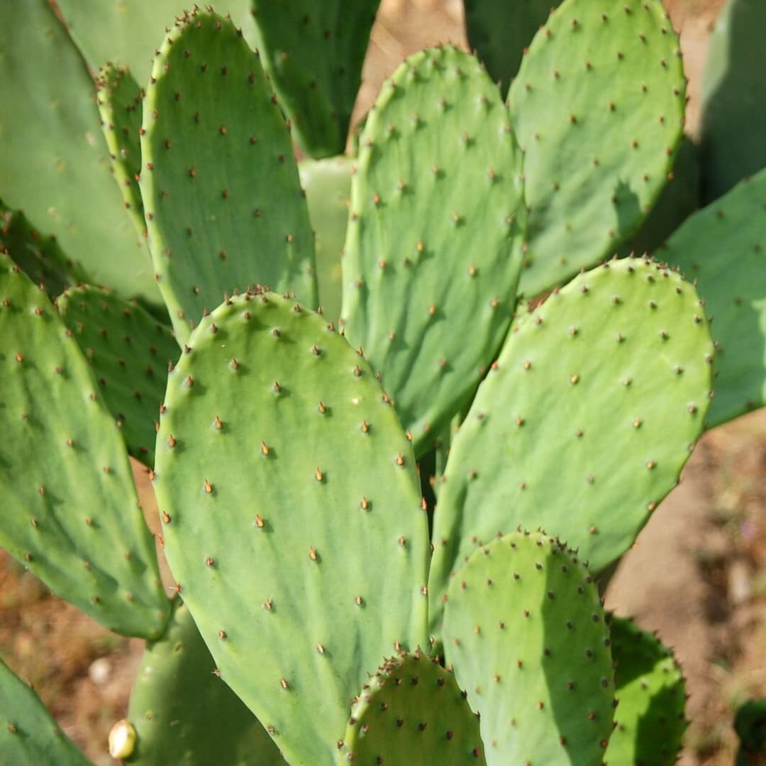 Fresh Spineless Thornless Edible Nopales Cactus Pear Pad Prickly Pears ...