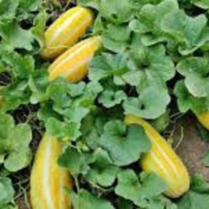 Thai Musk Melon Tang Mo Vietnamese Dua Gang Golden Tripes Melon ...