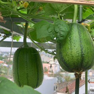 Thai Musk Melon Tang Mo Vietnamese Dua Gang Golden Tripes Melon ...