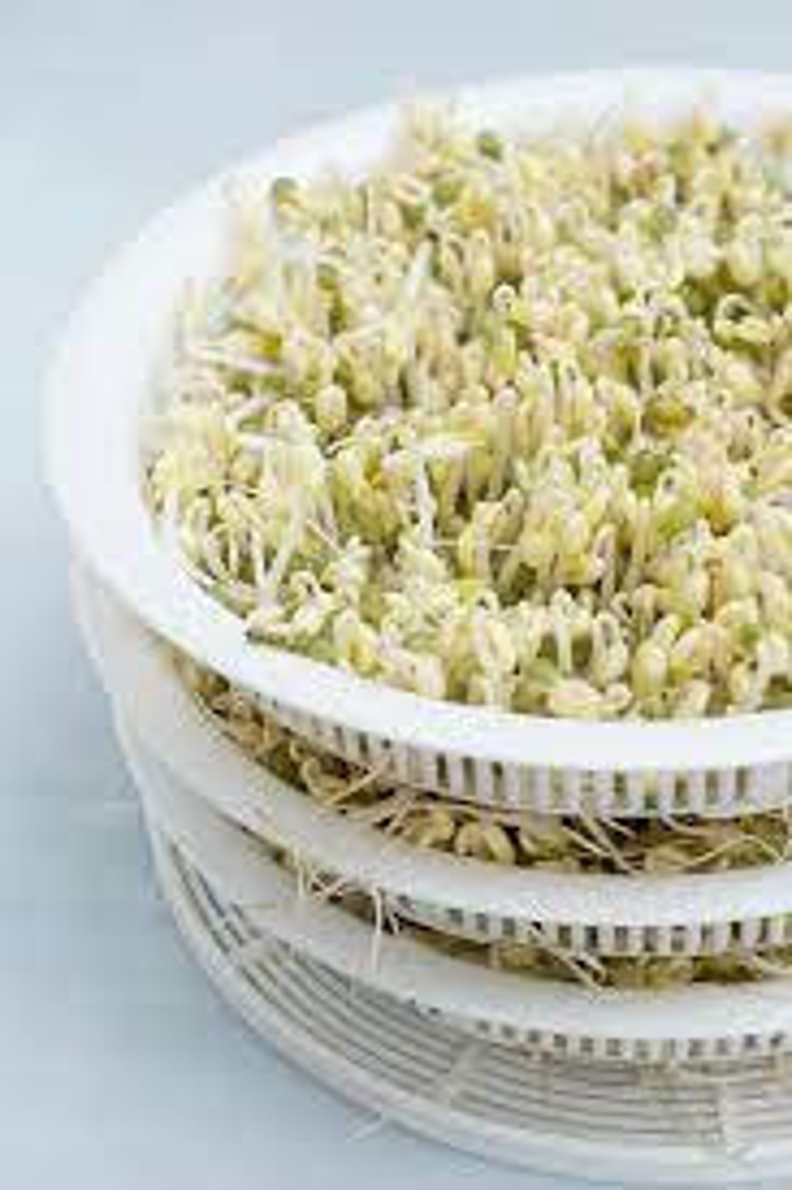Mung Bean Sprouting Seeds Microgreen Planting Edible High Germination ...