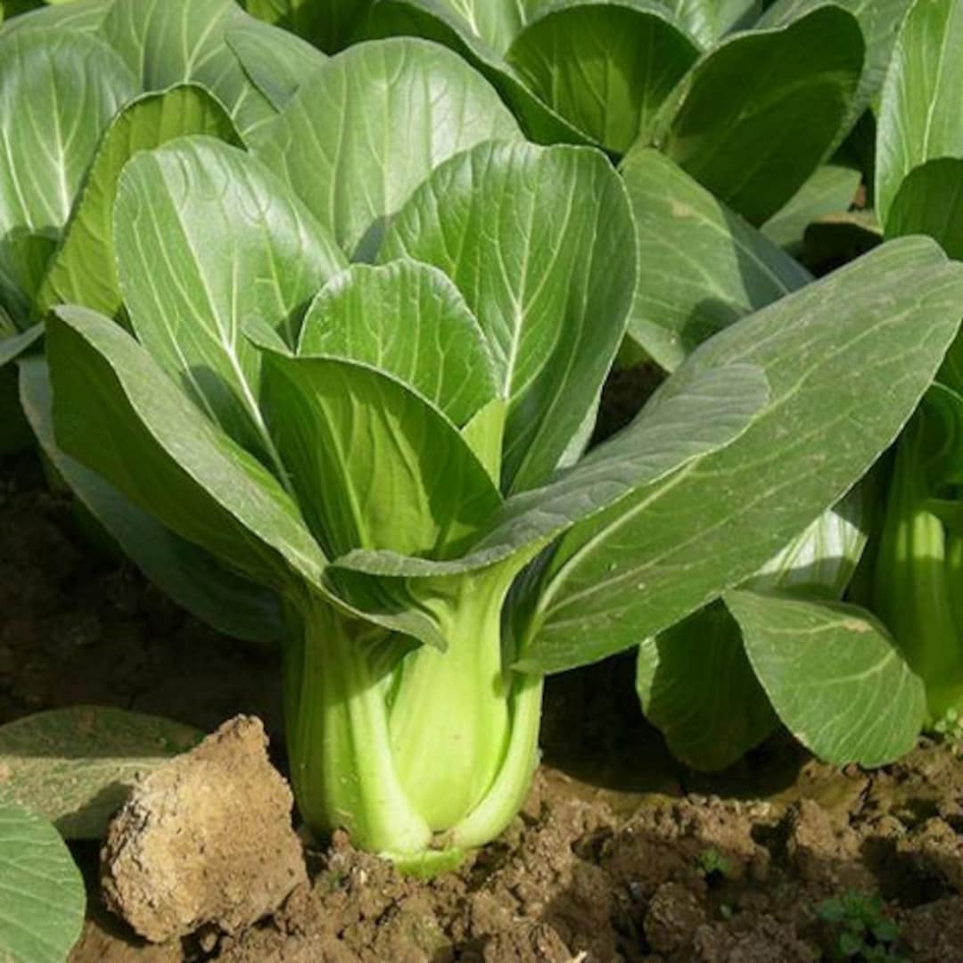 Organic Baby Bok Choy Seeds Chinese Cabbage Shanghai Green Pak Choi ...