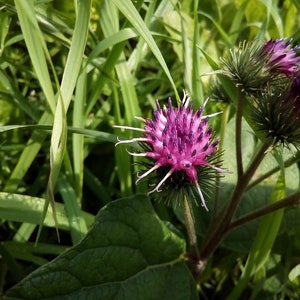 Fresh Burdock Root Gobo Edible Roots Non GMO New Crop - Etsy