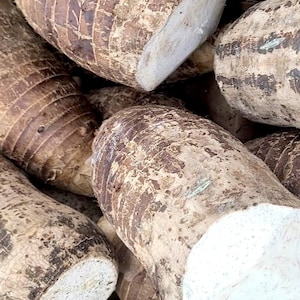 Edible Malanga Coco Yam Yautia Big Taro Root for Planting or Eating ...