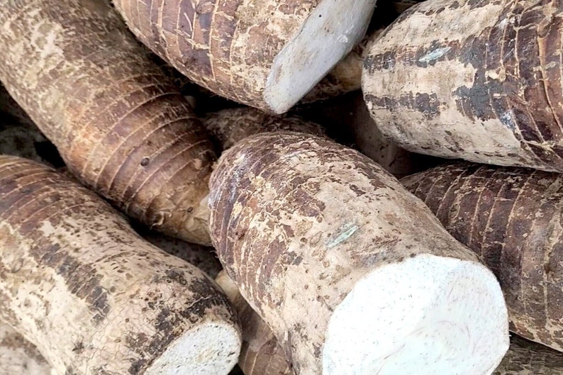 Edible Malanga Coco Yam Yautia Big Taro Root for Planting or Eating ...