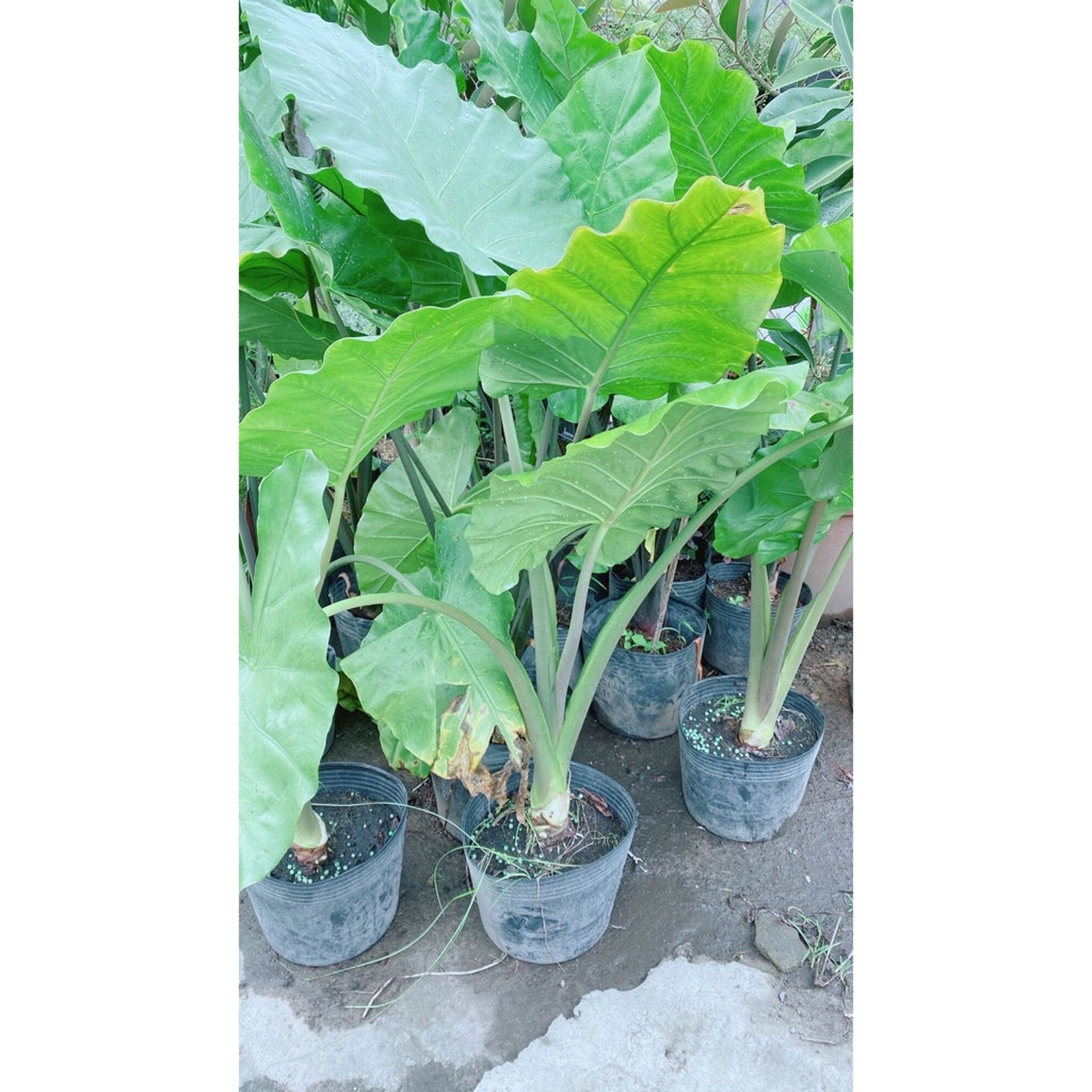 Edible Malanga Coco Yam Yautia Big Taro Root for Planting or Eating ...