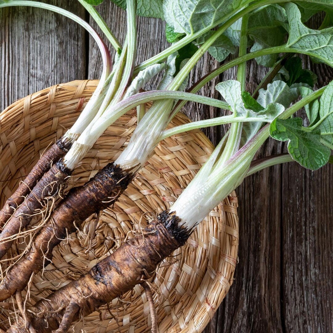 Watanabe Early Burdock Gobo Seeds Non GMO Heirloom Open Pollinated Vegetable Seed New Crop 2024 ...