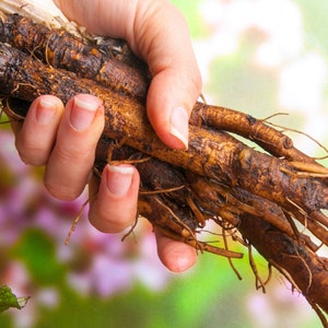 Fresh Burdock Root Gobo Edible Roots Non GMO New Crop - Etsy
