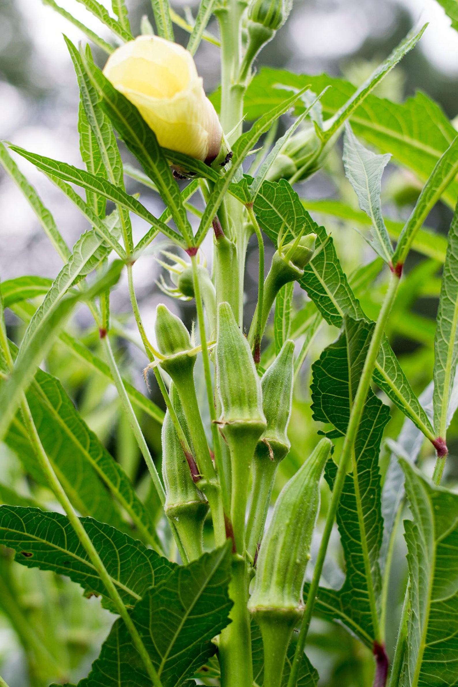Clemson Spineless Okra Seeds, Non GMO Heirloom USA Southern Ochro Okro ...