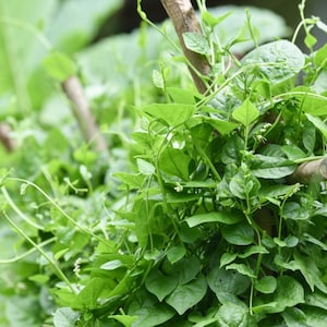 Green Malabar Spinach Mong Toi Seeds Non GMO Heirloom Mild Sweet Flavor ...