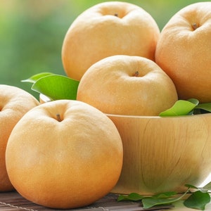 Asian Apple Pear Chinese Japanese Korean Golden Nashi Pear Seeds ...