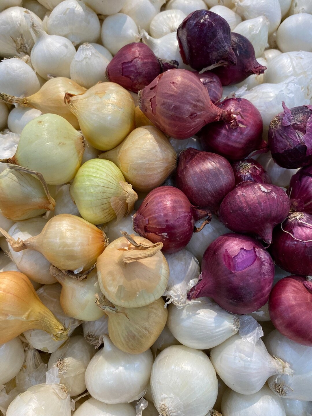 Mixed 3 Onion: Red Yellow and White Onion Sets Bulbs Organic Non GMO ...