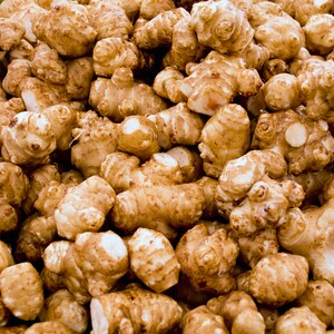 White Fuseau Seed Jerusalem Artichokes Sunchokes Tubers for Planting ...