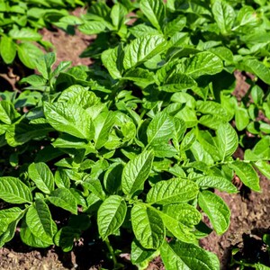 Russet Seed Potatoes Non GMO Heirloom Tuber Potato New Crop - Etsy
