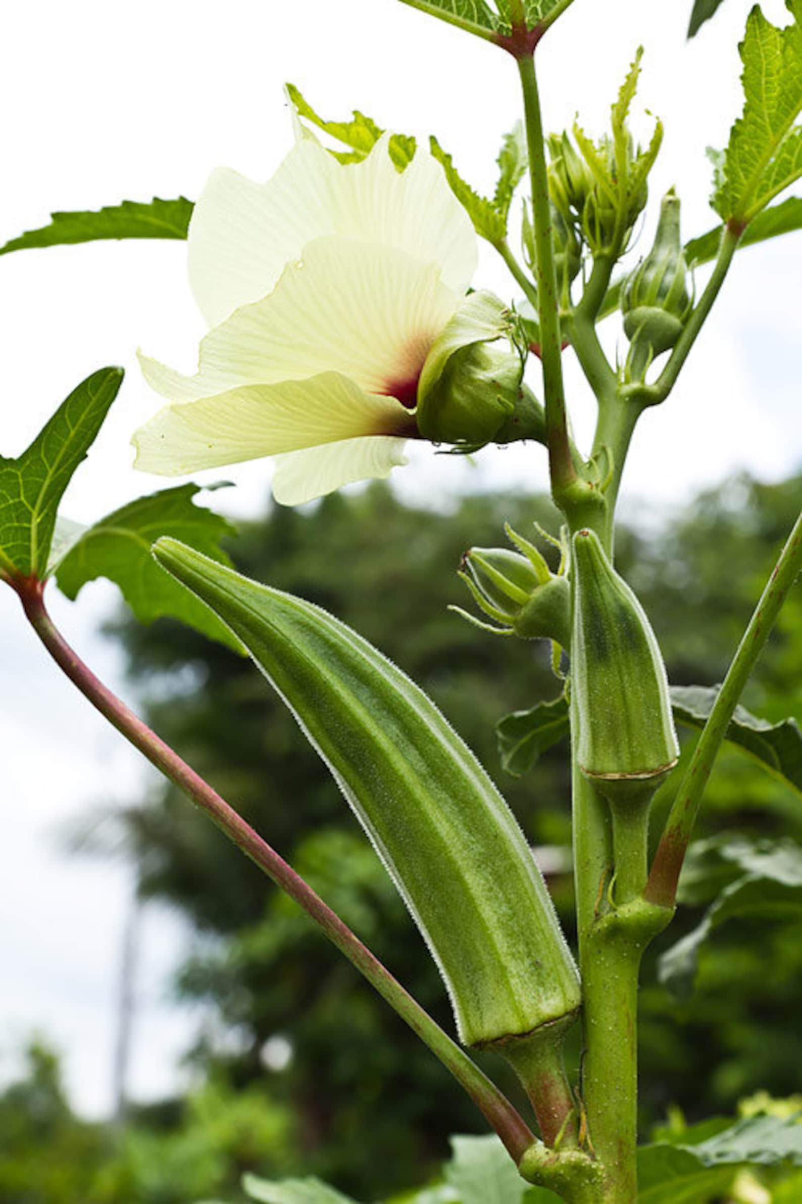Clemson Spineless Okra Seeds, Non GMO Heirloom USA Southern Ochro Okro ...