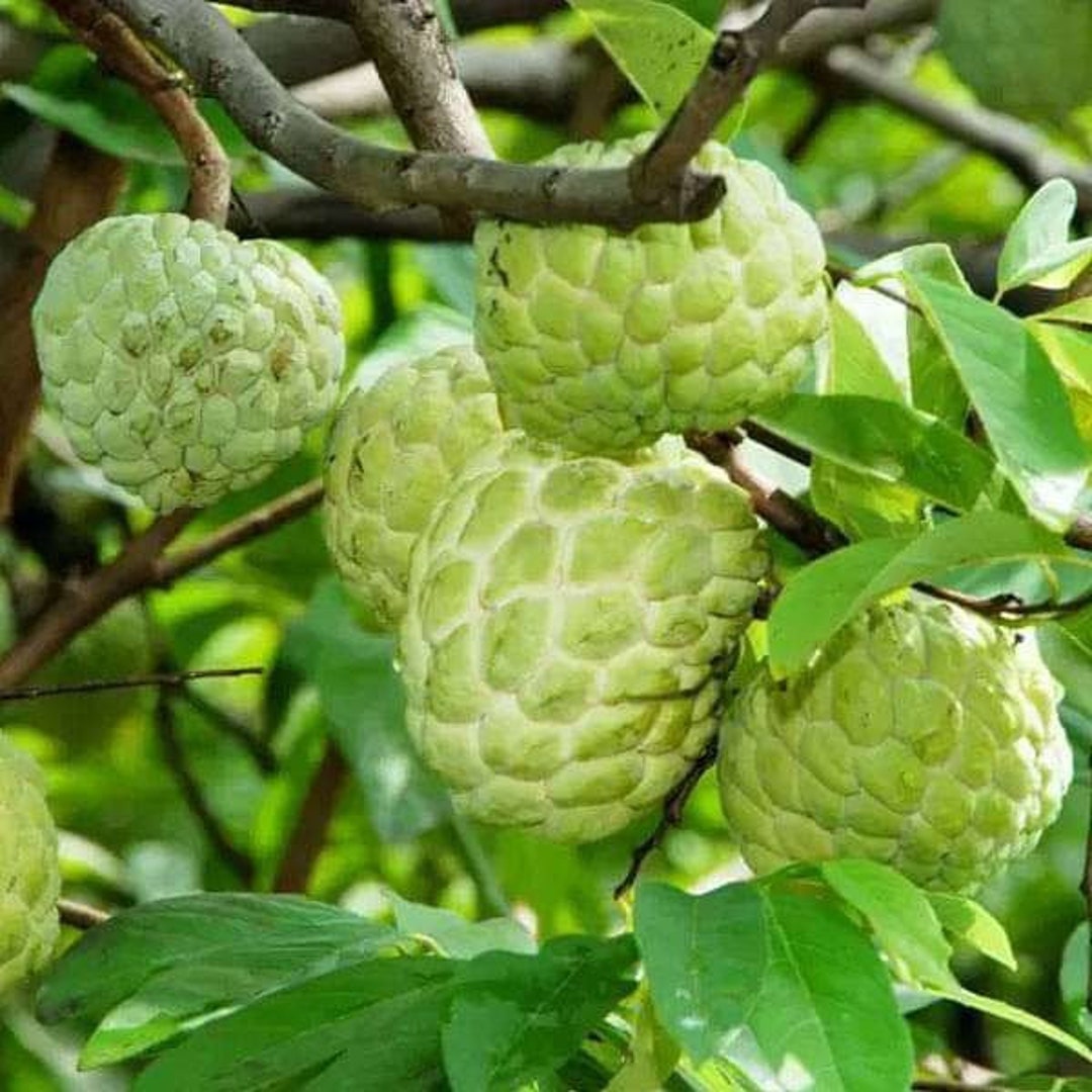 Custard Sugar Apple Fruit Tree Seeds Sweetsop Annona Squamosa Sweet ...