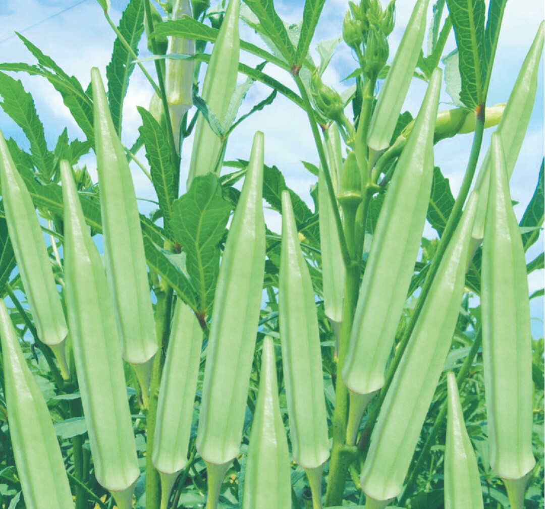 Clemson Spineless Okra Seeds, Non GMO Heirloom USA Southern Ochro Okro ...