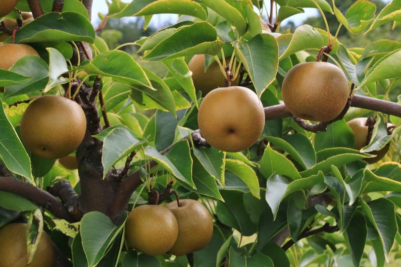 Asian Apple Pear Chinese Japanese Korean Golden Nashi Pear Seeds ...