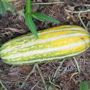 Thai Musk Melon Tang Mo Vietnamese Dua Gang Golden Tripes Melon ...