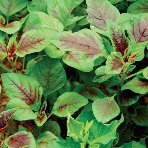 Red Amaranth Stripe Leaf Chinese Spinach Lu Hsien Rau Den Heirloom ...