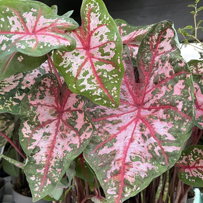 Fancy Caladium Carolyn Whorton Bulbs Size #1 for Planting Heirloom 2024 ...