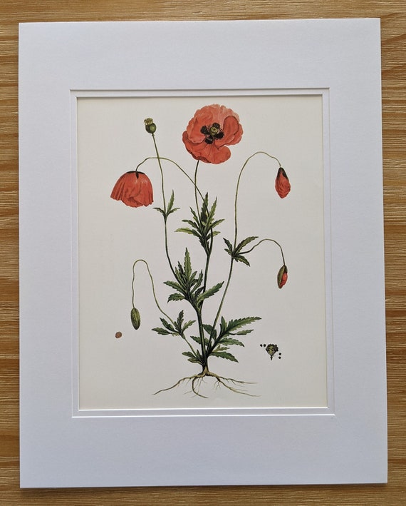 Prints 1970s Flower Print Botanical Illustration Lithograph Plate 63 ...