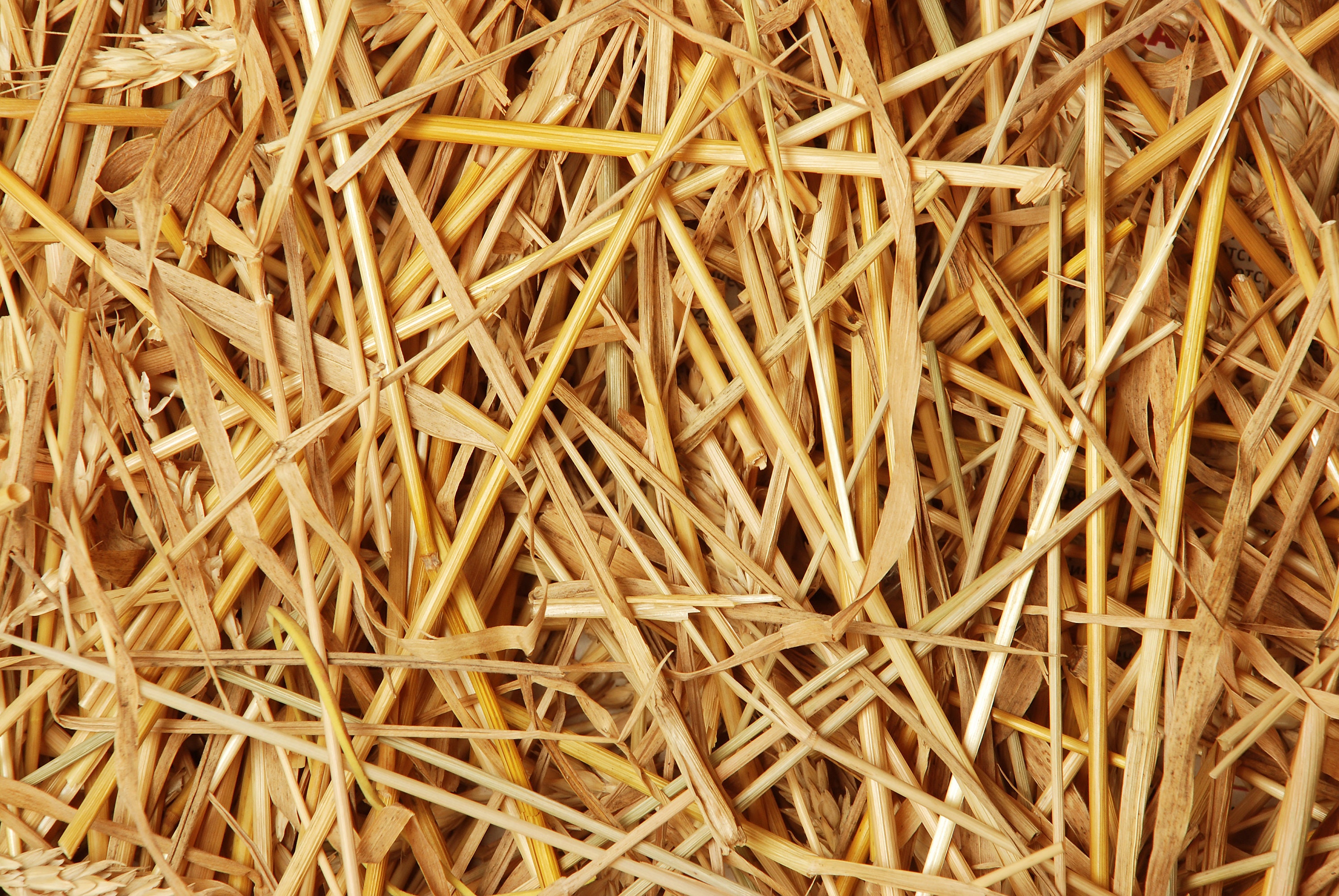 Double F Farms Premium Organic 100% Natural Straw for Animal Bedding ...