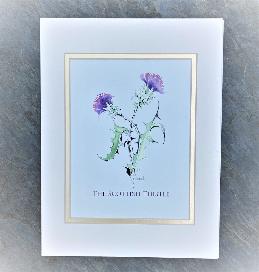 Scottish Thistle, the National Flower of Scotland Picture - Etsy
