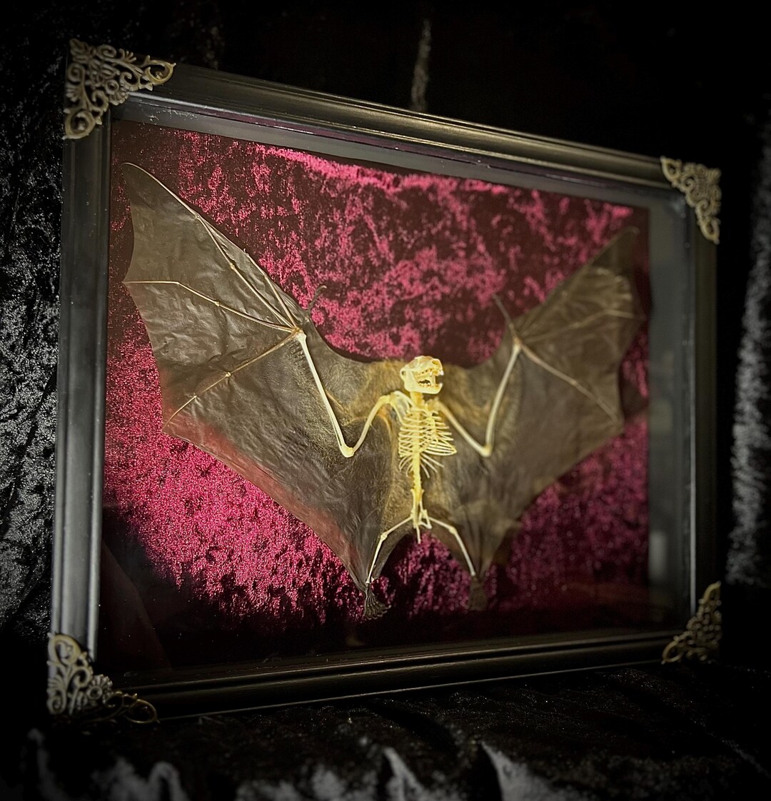Bat Skeleton Shadow Box Display - Etsy