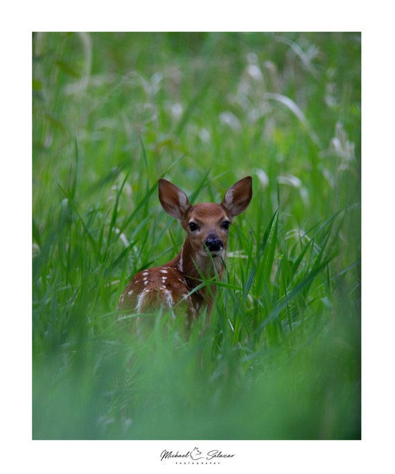 Baby Fawn Face