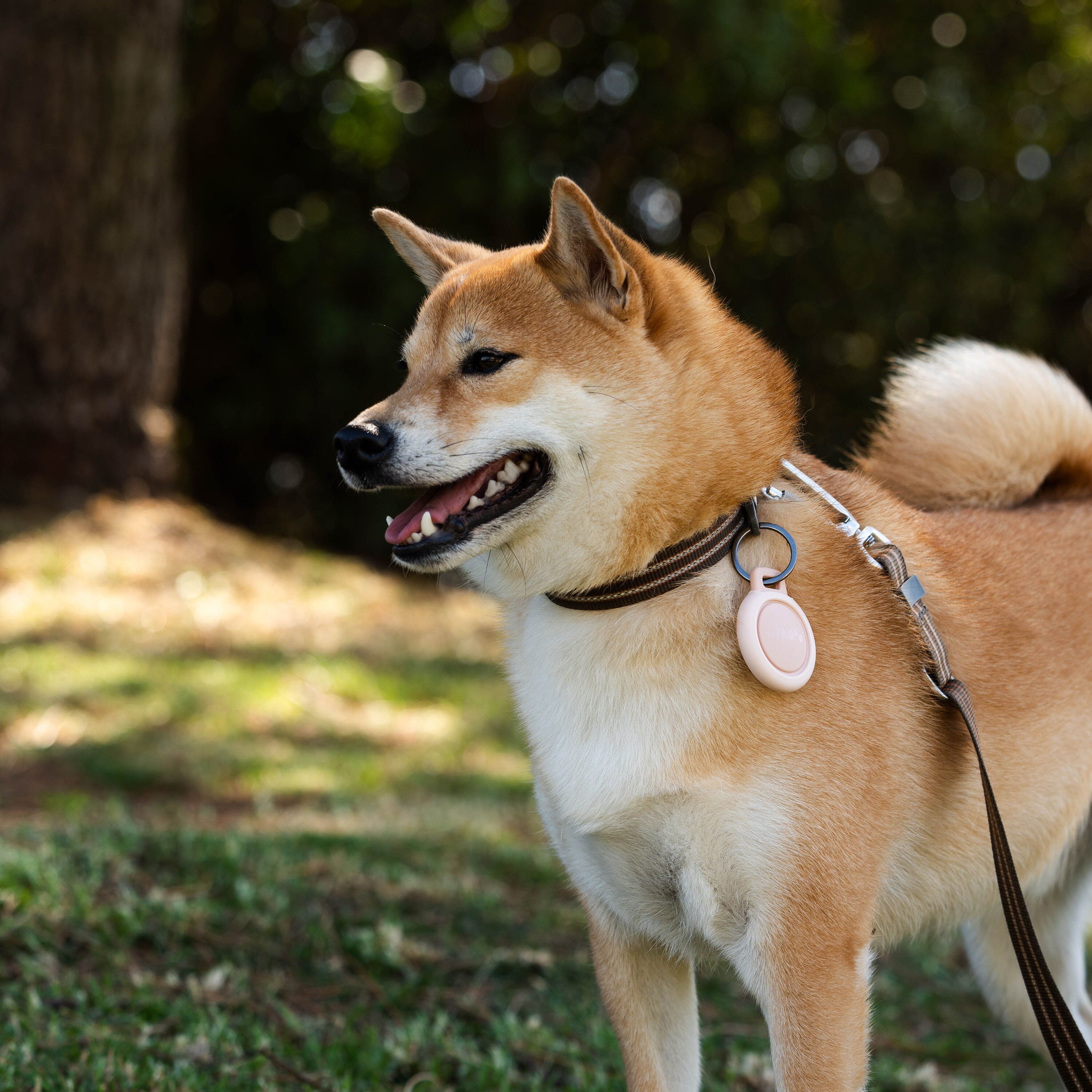 AirTag Dog Collar Air Tag Holder Pet Case Waterproof Tracker Small GPS ...