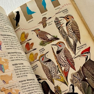 Birds of North America, A Guide to Field Identification/©1966/a Golden ...