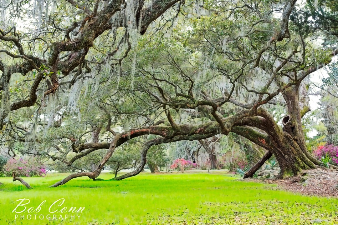 Live Oak Tree Wall Art Gift for Dad Home or Office Affordable Print ...