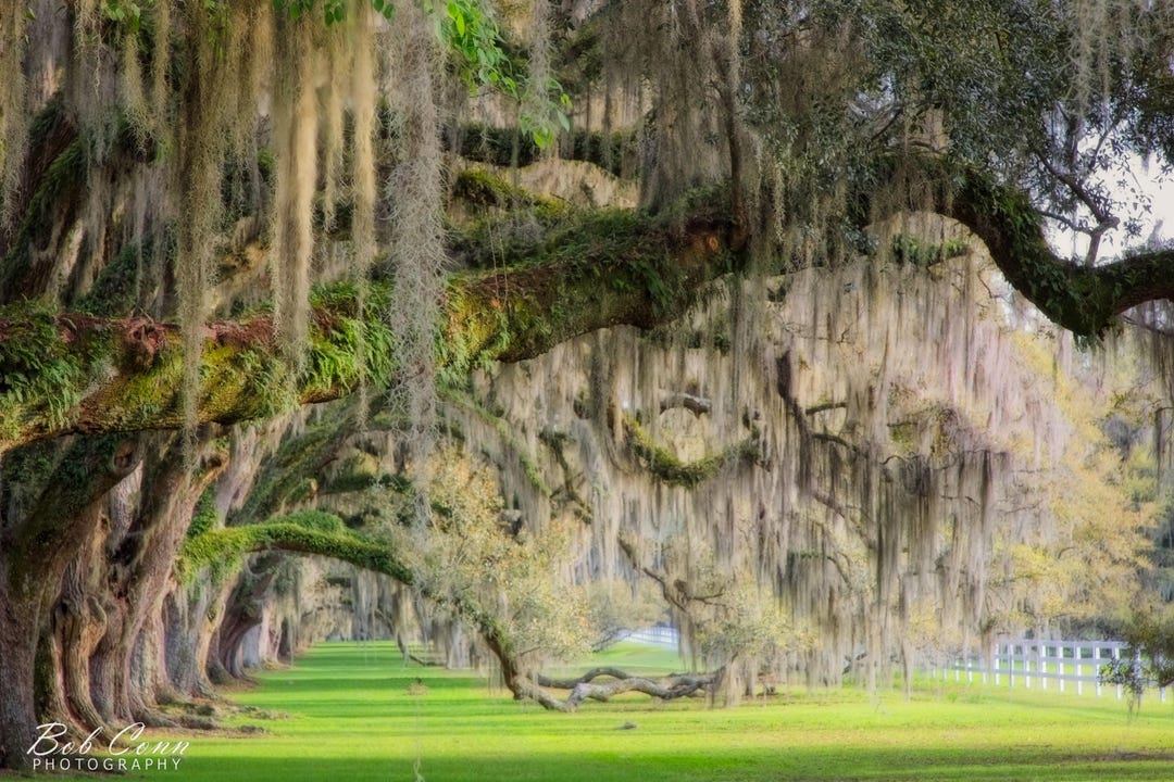 Live Oak Tree Archway Canvas Print: Nature Home Decor - Etsy