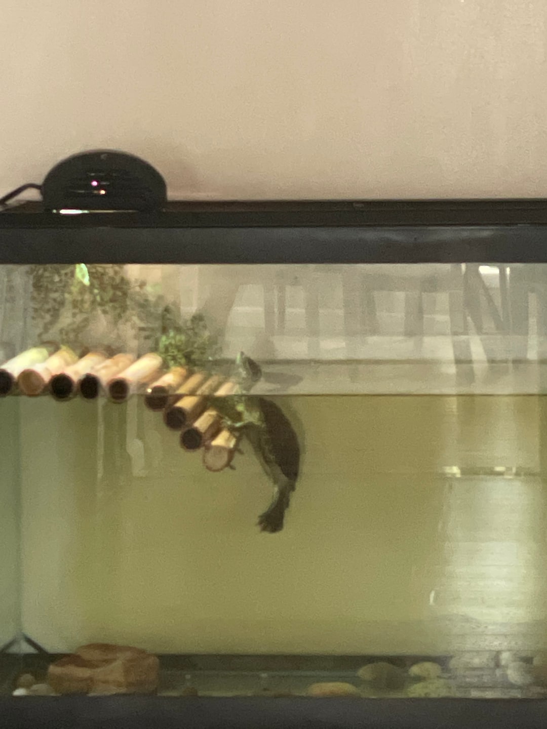 Dock for Turtle Made of Bamboos Give Your Tank Nature Look - Etsy