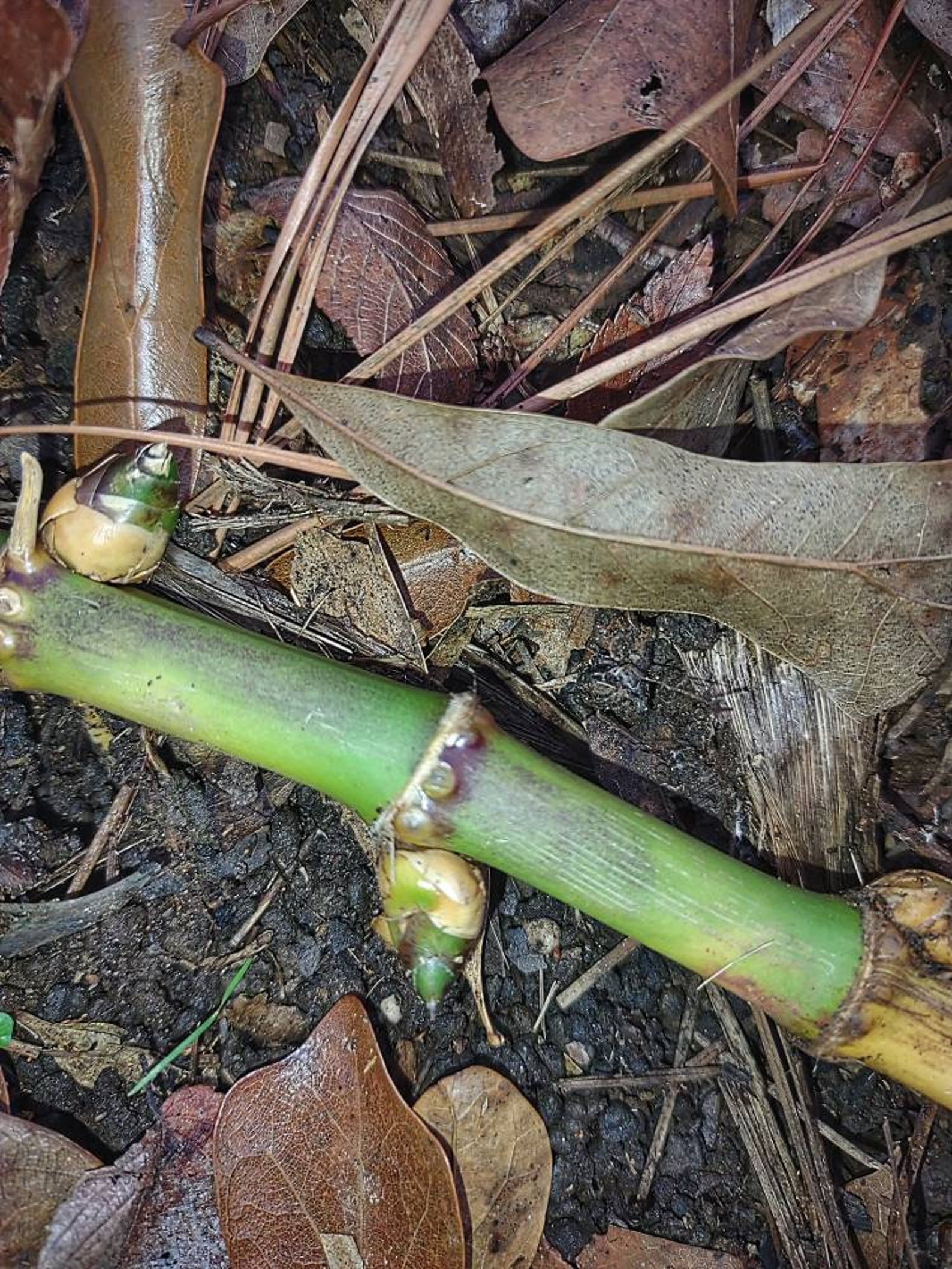 1 Running Bamboo Rhizome And/or Root Starter Plant Madake - Etsy