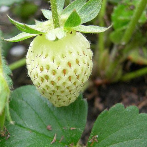 Alpine Strawberry - Etsy