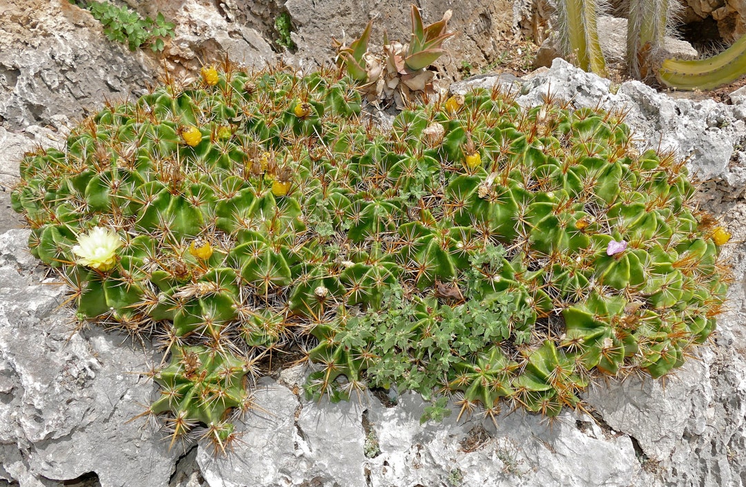 Ferocactus Robustus 25 Seeds - Etsy