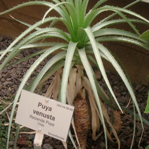 Puya Venusta 30 Seeds - Coastal Purple Puya - Etsy