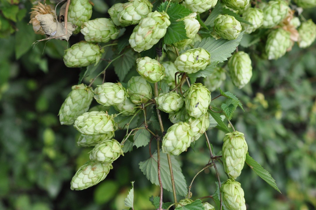 Humulus Lupulus 50 Seeds - Hops - Etsy