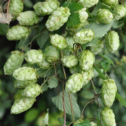 25 COMMON HOPS European Humulus Lupulus Vine Seeds Beer Making - Etsy