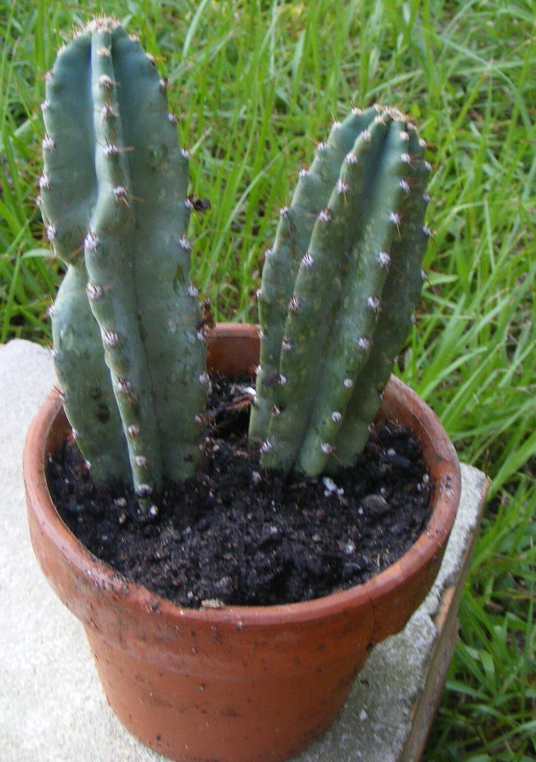 Cereus Peruvianus 100 Seeds - Peruvian Apple Cactus - Etsy