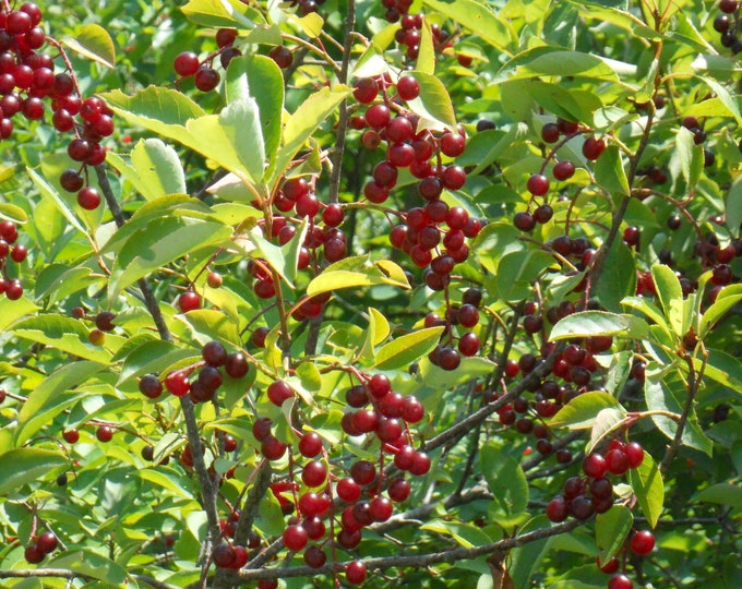 Choke Cherry Tree, Prunus Virginiana, Small Red to Purple Fruit, White ...