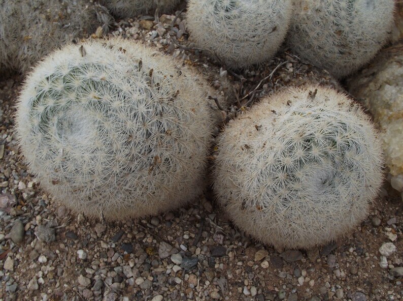 Mammillaria Candida 25 Seeds Snowball Cactus - Etsy