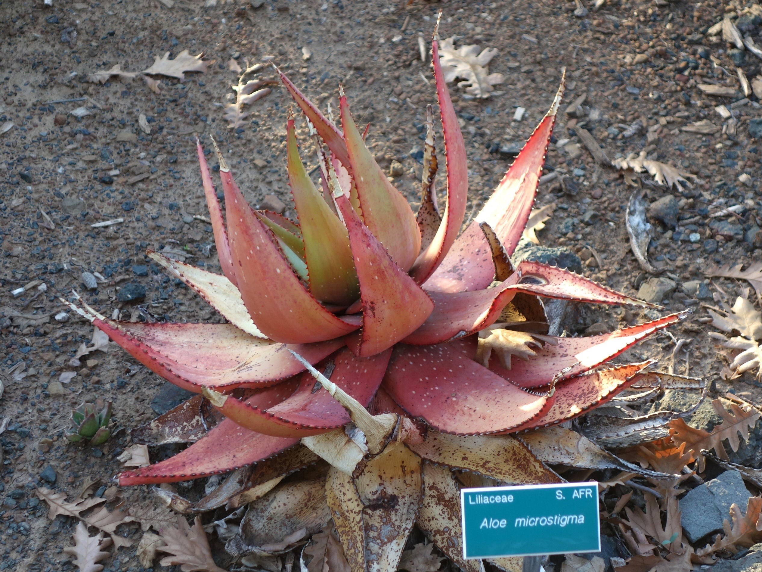 Aloe Microstigma