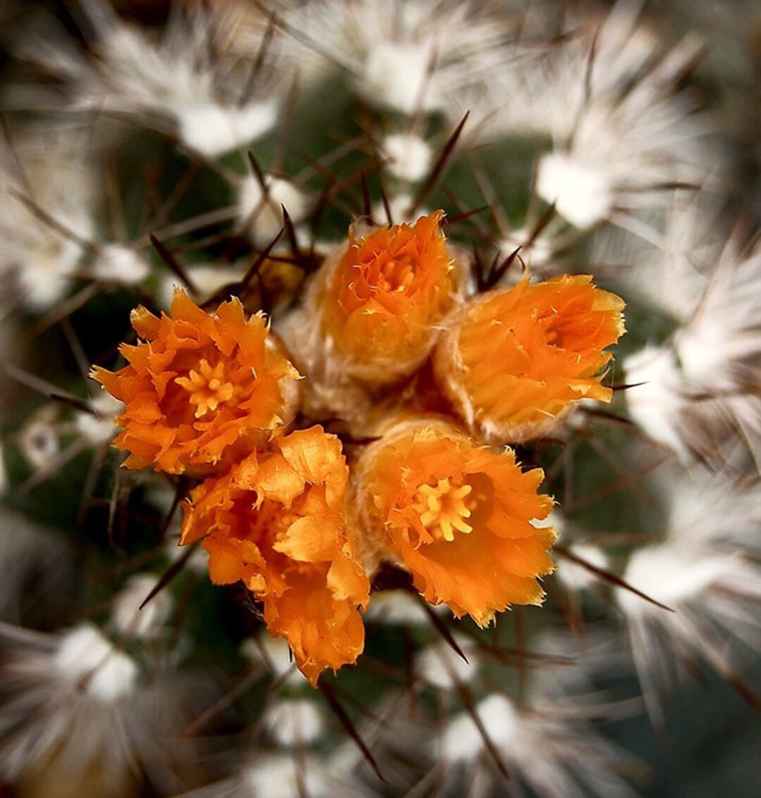 Parodia Cardenasii 25 Seeds - Parodia Formosa - Etsy