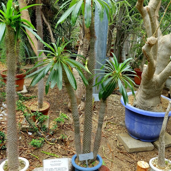 Madagascar Palm - Etsy