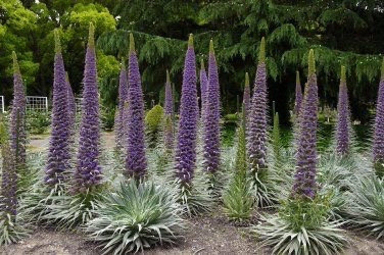 Echium Fastuosum Var. Blue Towers 30 Seeds Tower of Jewels - Etsy