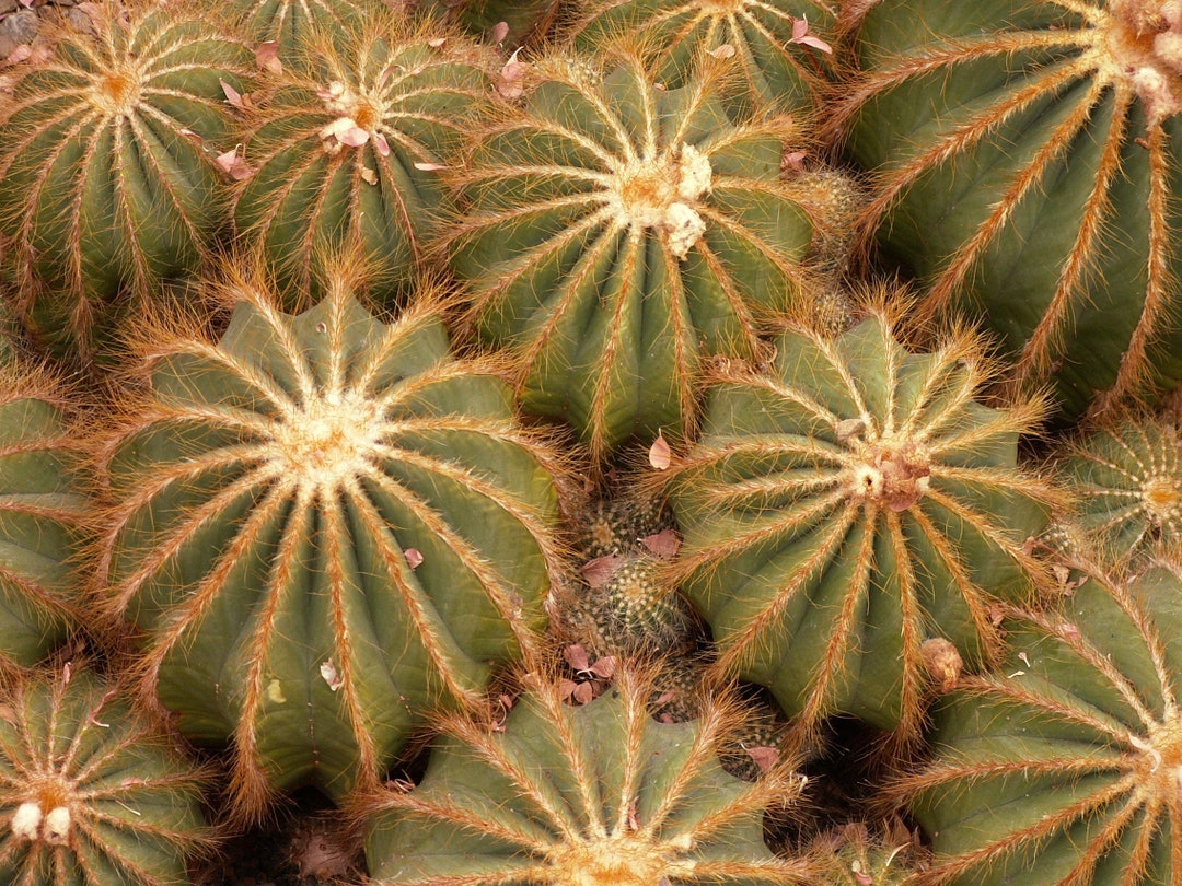 Parodia Magnifica 25 Seeds - Blue/green Ball Cactus - Etsy